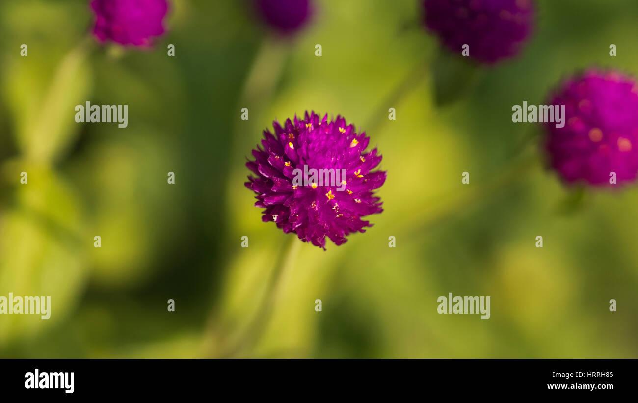 Purple round flowers hi-res stock photography and images - Alamy