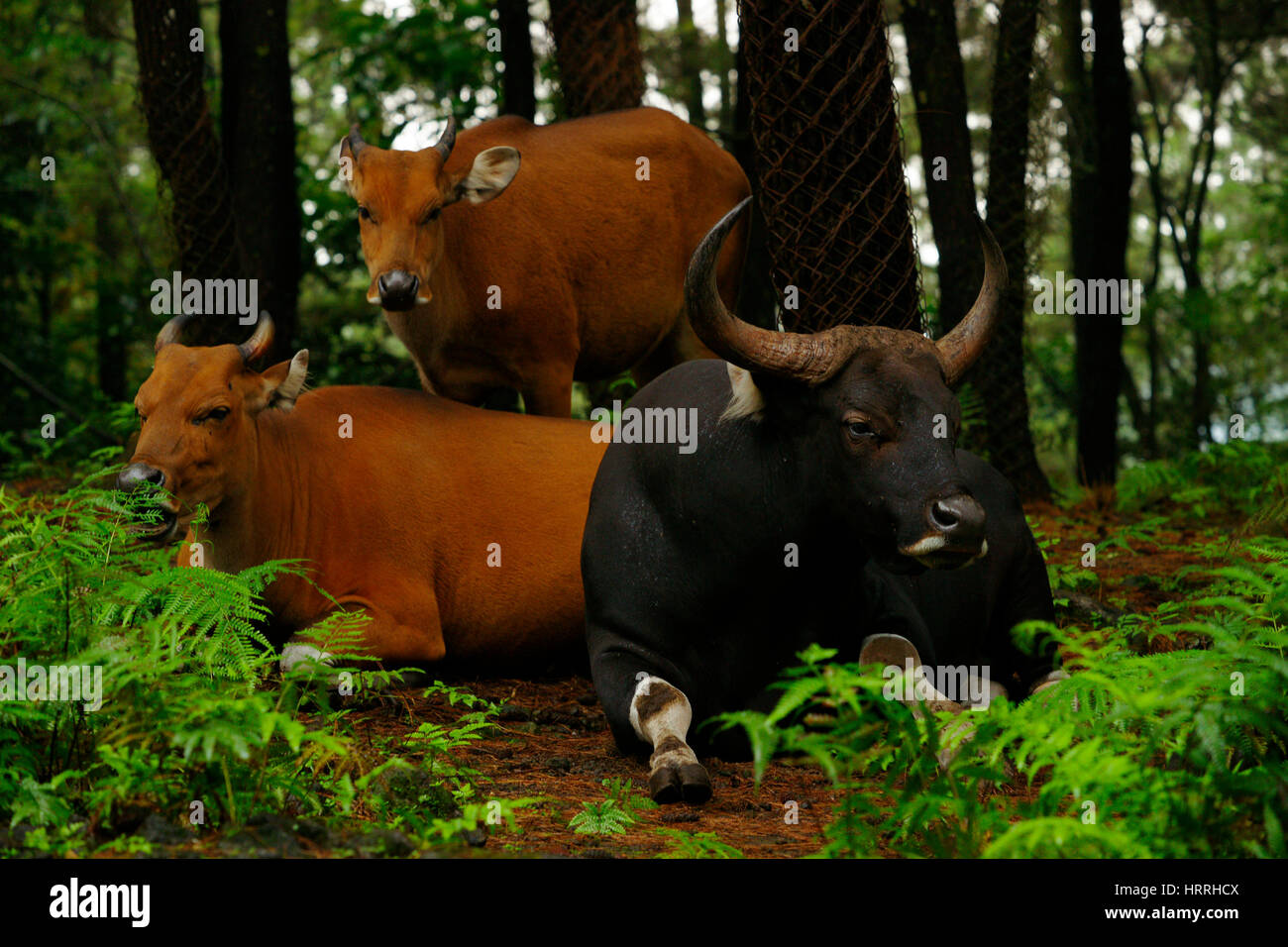Two oxen laying down on the ground while one is standing underneath the ...
