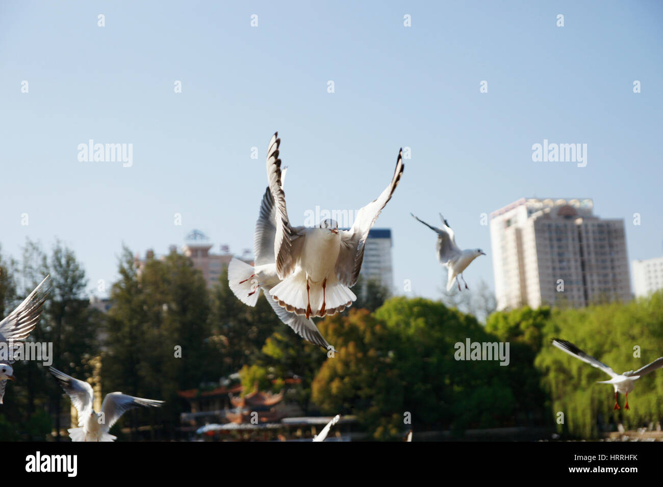 Flying white bird hi-res stock photography and images - Alamy