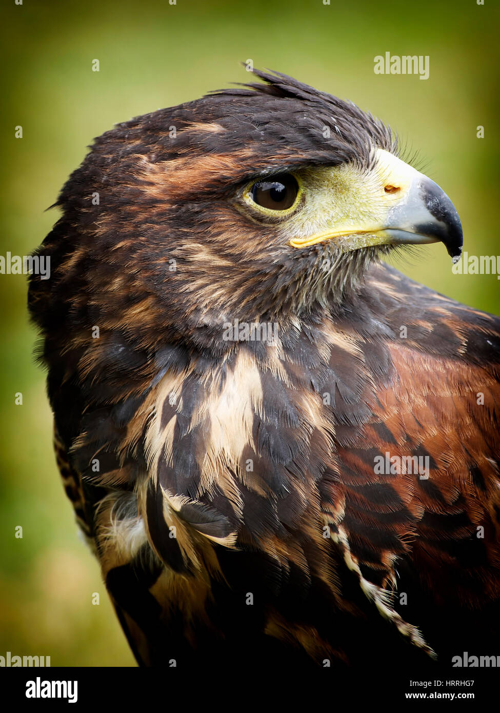 Harris hawk portrait Stock Photo - Alamy