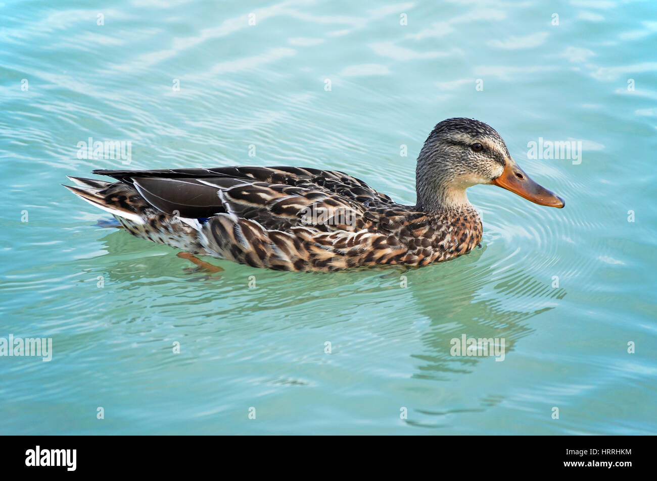 Duck profile photo hi-res stock photography and images - Alamy