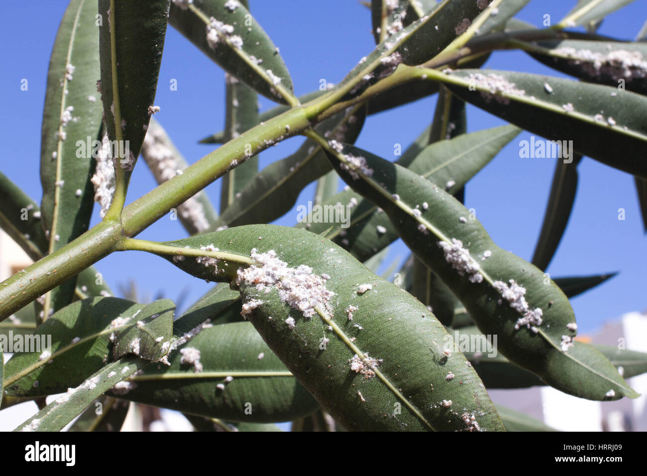 Oleander leaves densely covered with scale insects. Mealy mealybug ...