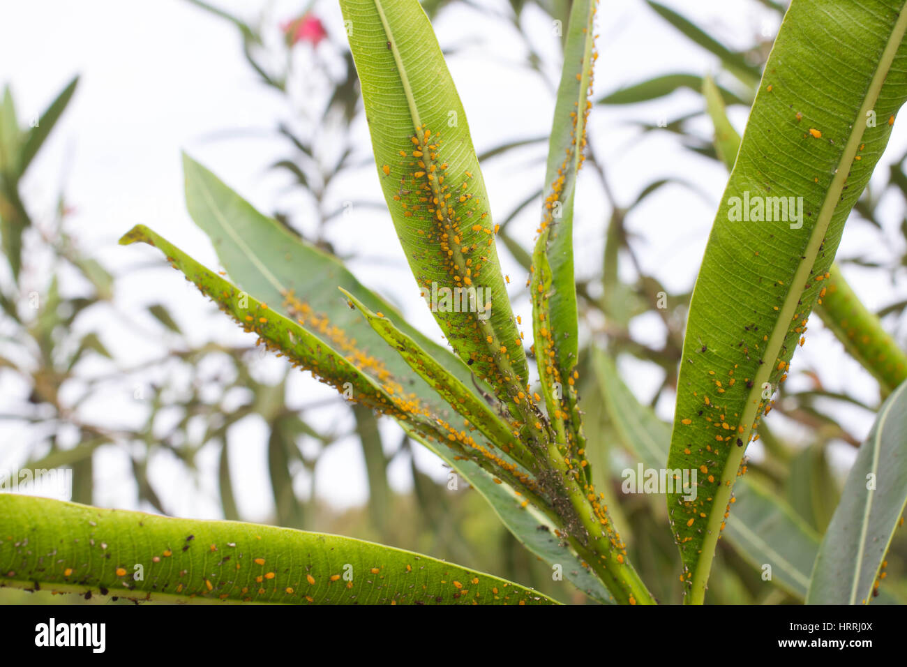 Oleander leaves densely covered with scale insects. Mealy mealybug ...