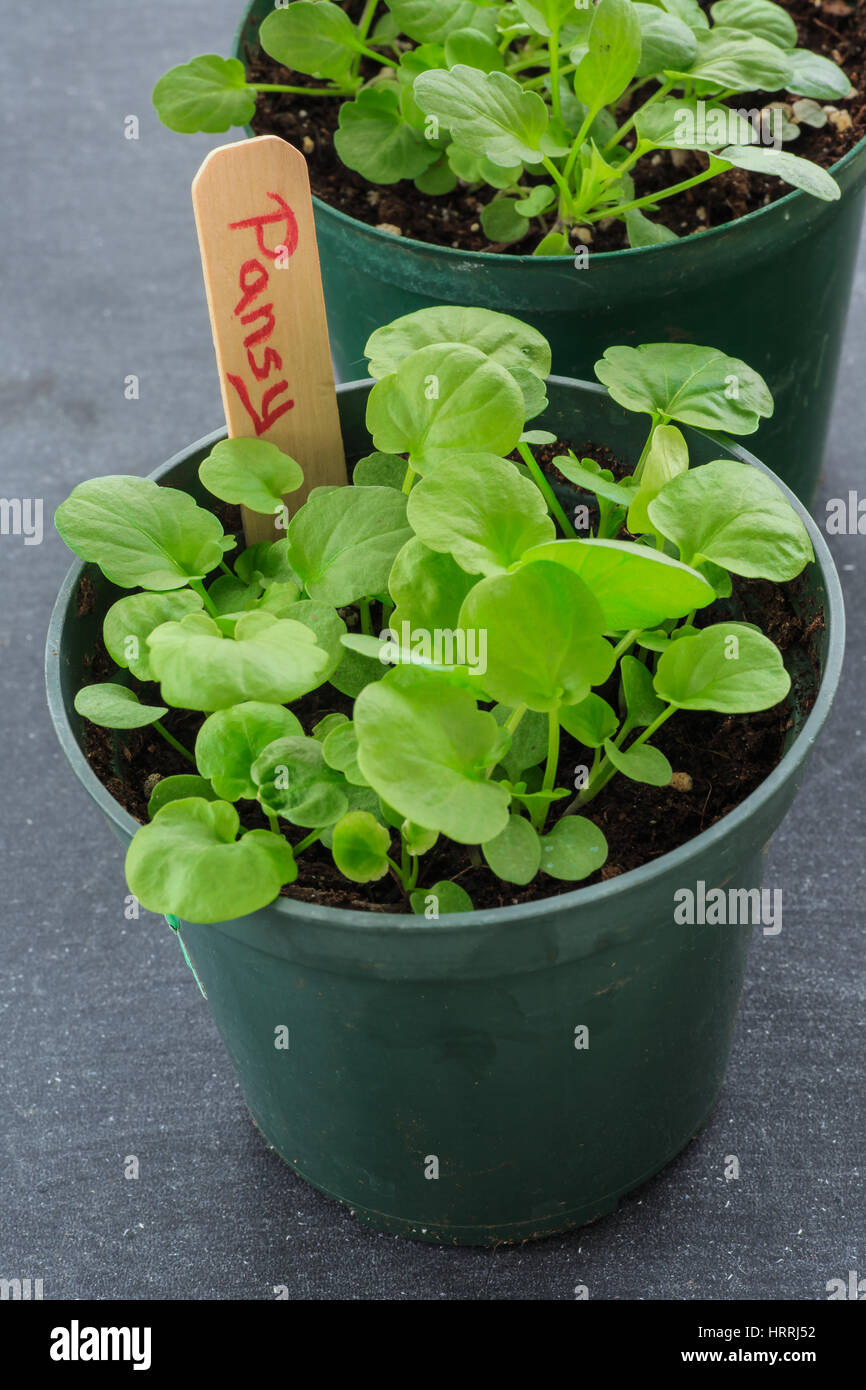 Small home grown pansy seedlings growing a plastic pot Stock Photo - Alamy