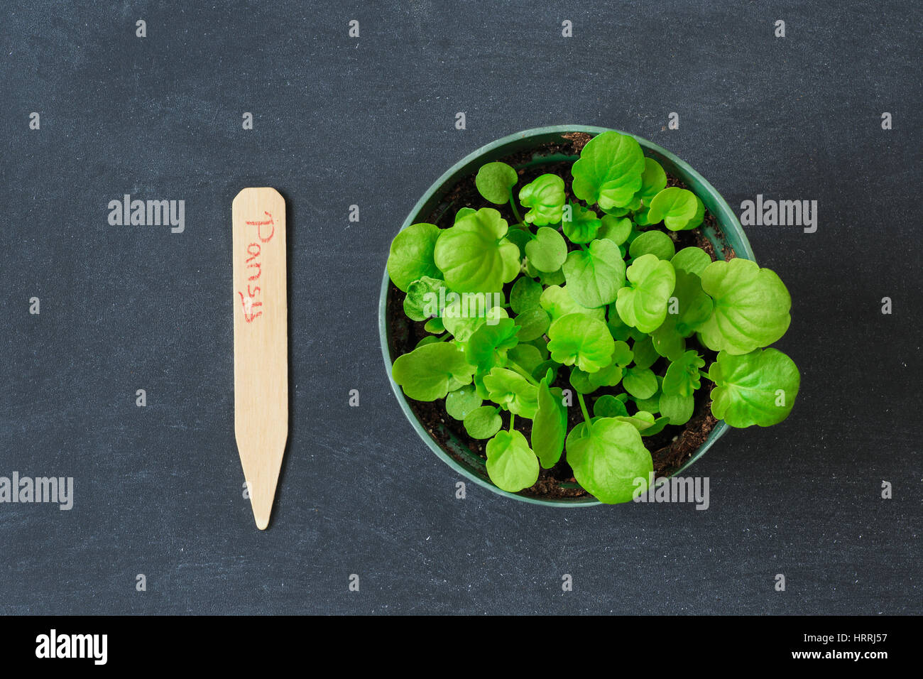 Pansy seed hi-res stock photography and images - Alamy