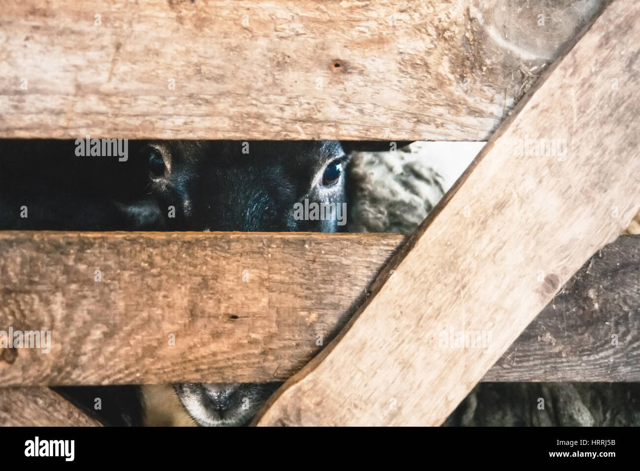 Crack animals hi-res stock photography and images - Alamy