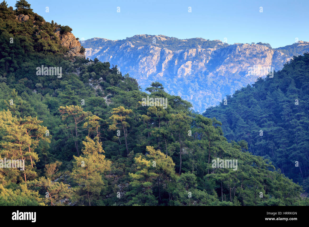 Forest turkey hi-res stock photography and images - Alamy