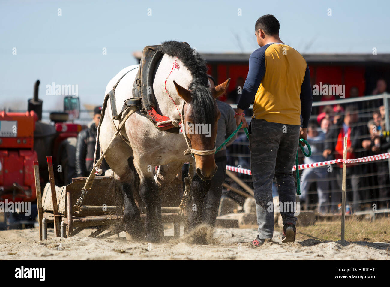 Horses and their owners participate in a heavy pull tournament. The ...