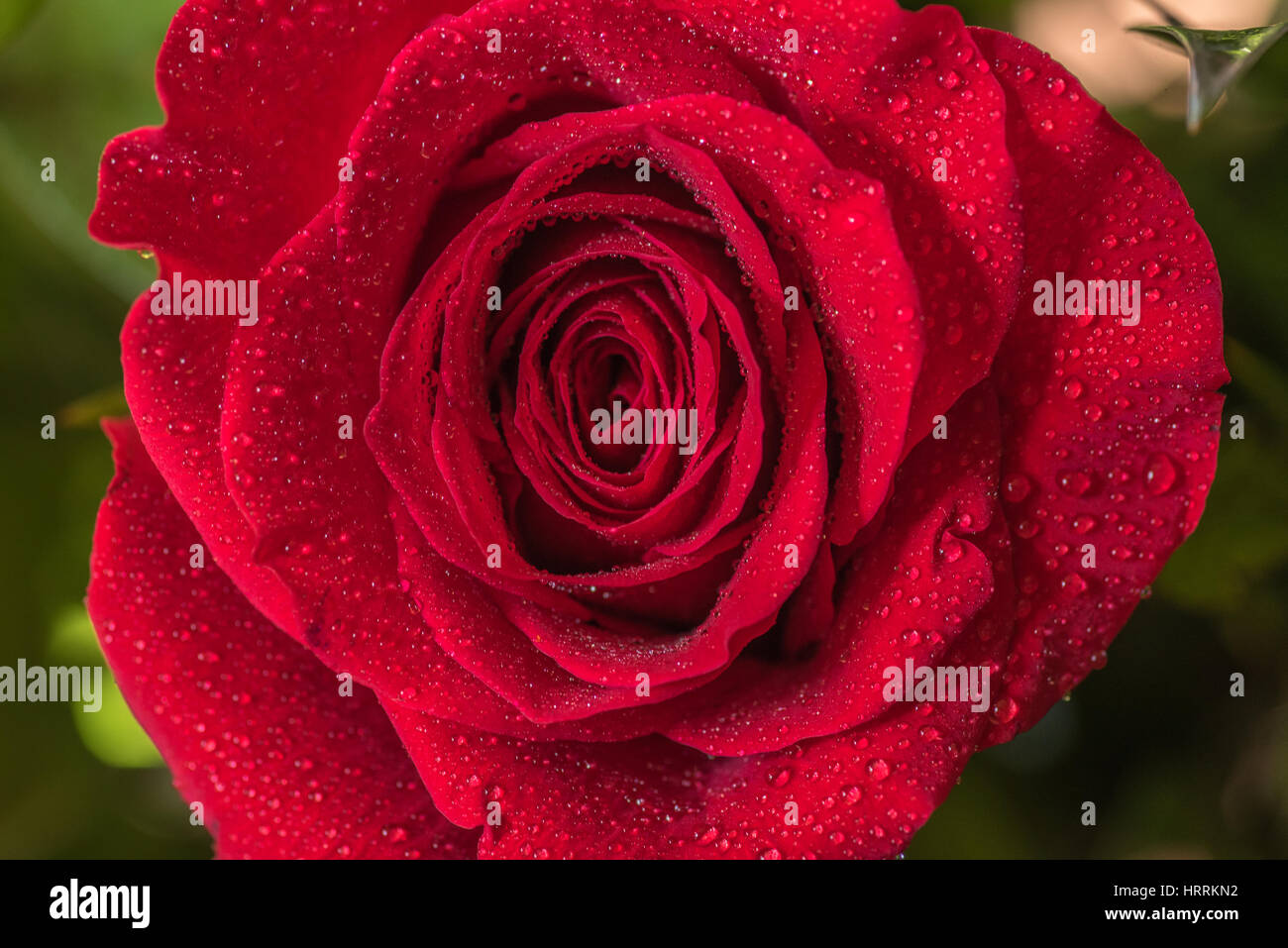 Red rose and dew drops hi-res stock photography and images - Alamy