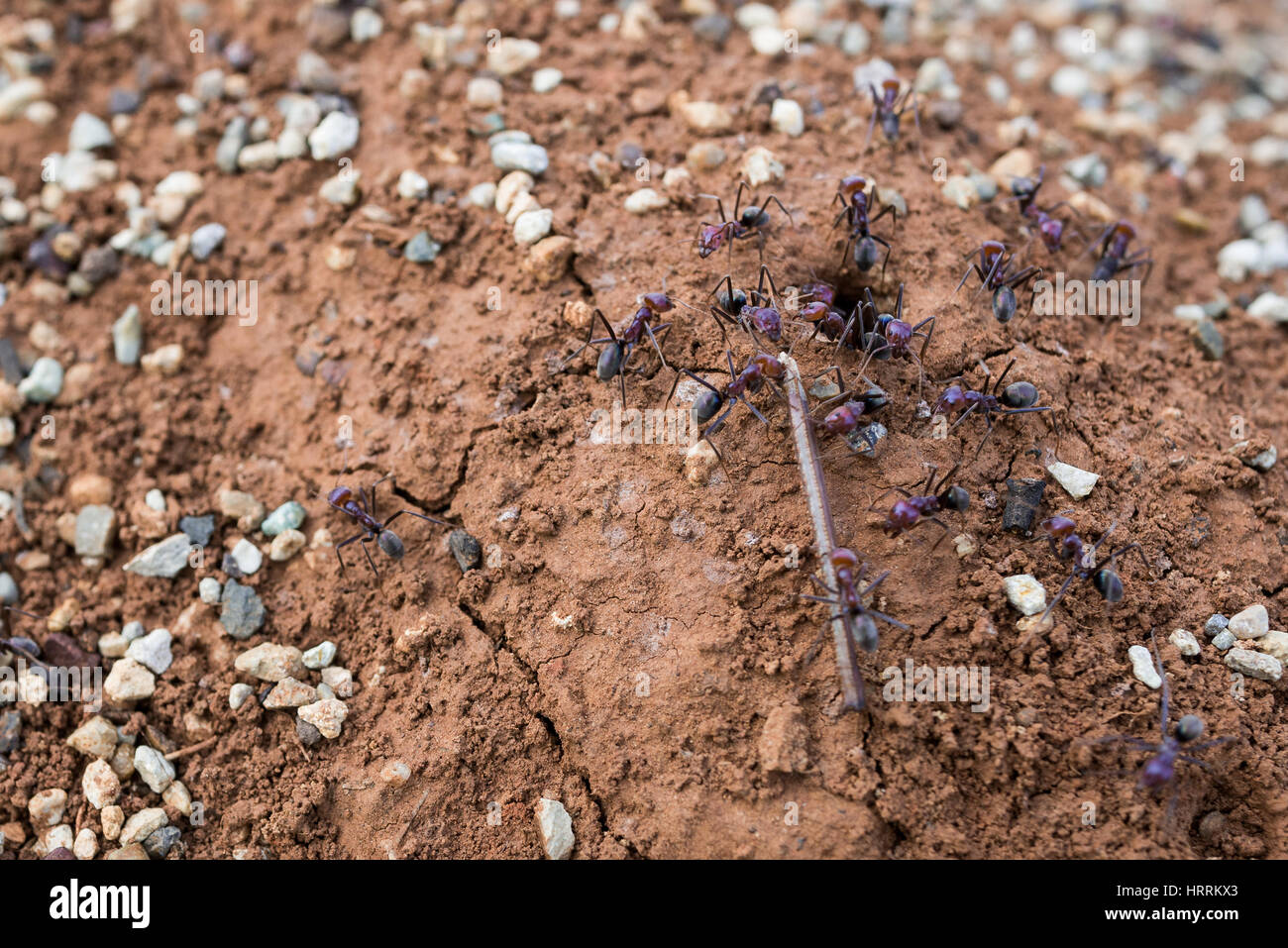 Hard working ants hi-res stock photography and images - Alamy