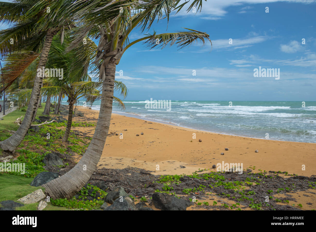 Row of palm trees hi-res stock photography and images - Alamy
