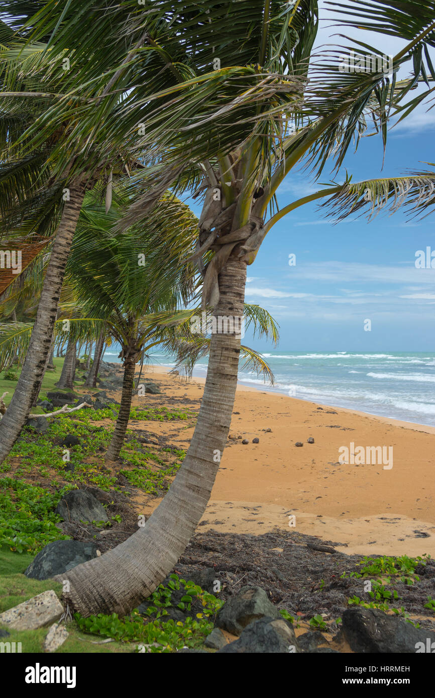 Palm row of palm trees hi-res stock photography and images - Alamy