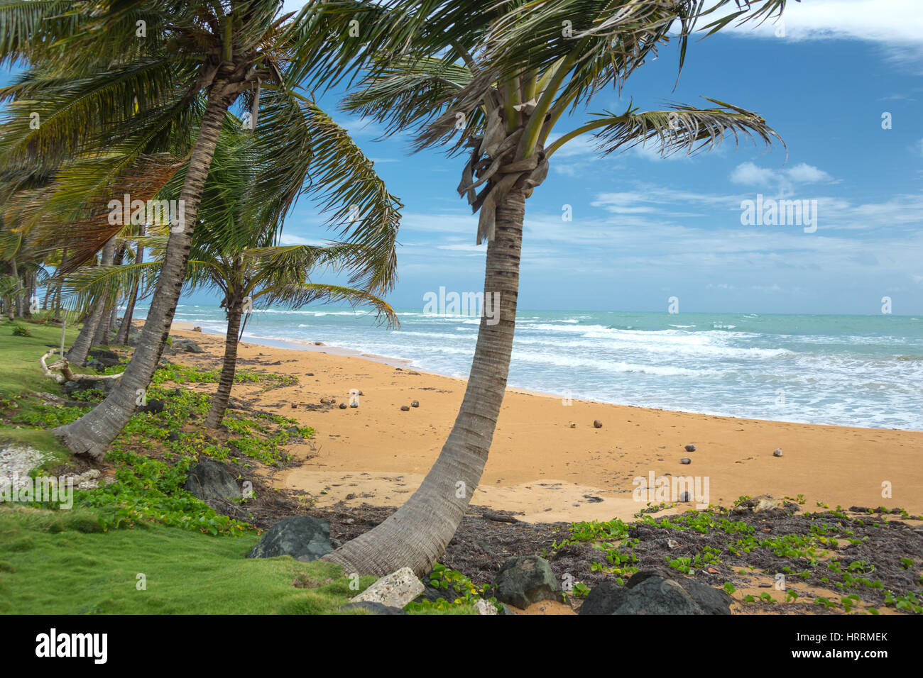 Row Of Palm Trees Stock Photos & Row Of Palm Trees Stock Images - Alamy