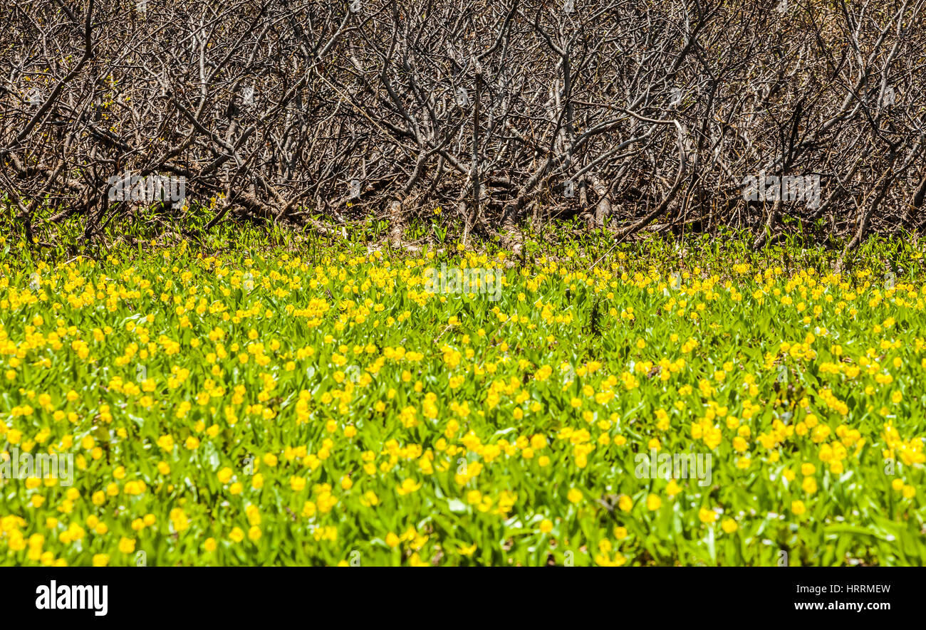 Alnus viridis green alder hi-res stock photography and images - Alamy