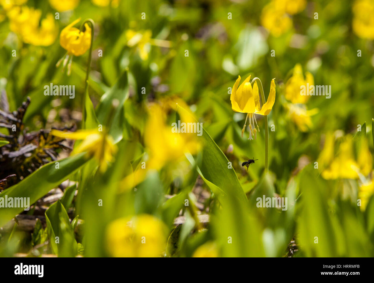 A closeup view of avalanche lilys with a bee flying below one flower ...