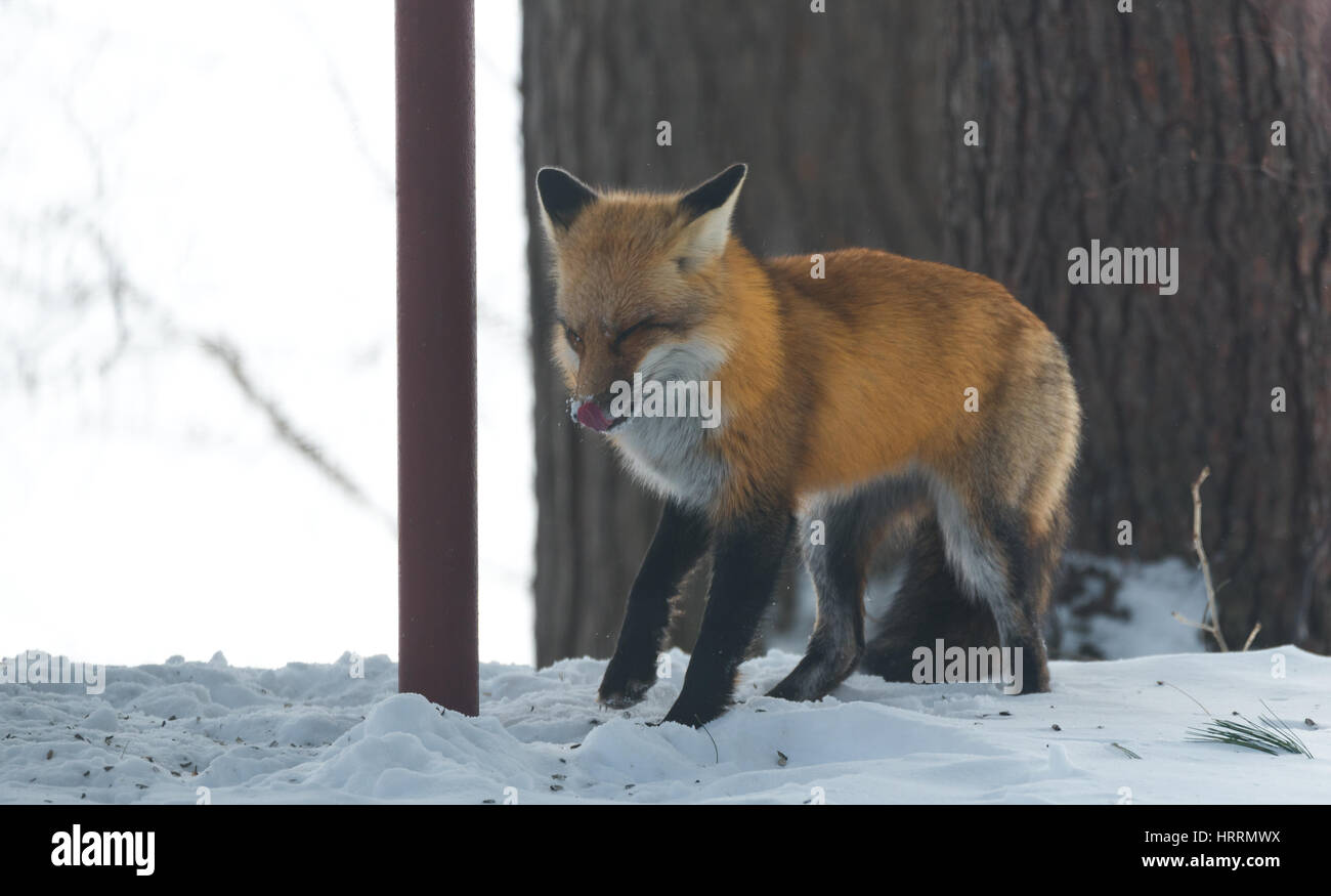 Funny fox face hi-res stock photography and images - Alamy