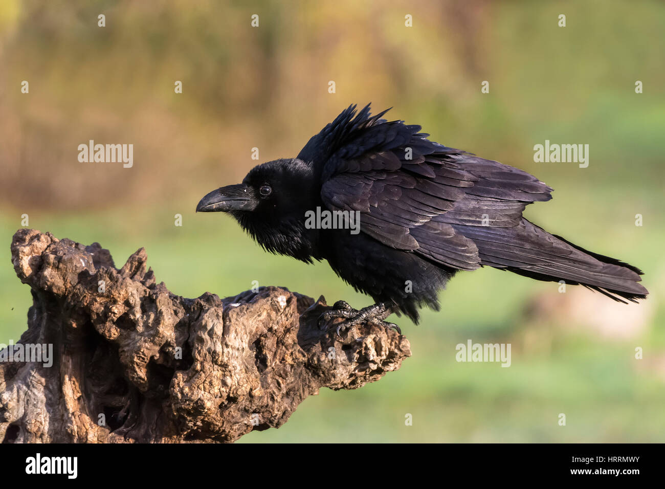 Raven flying hi-res stock photography and images - Alamy