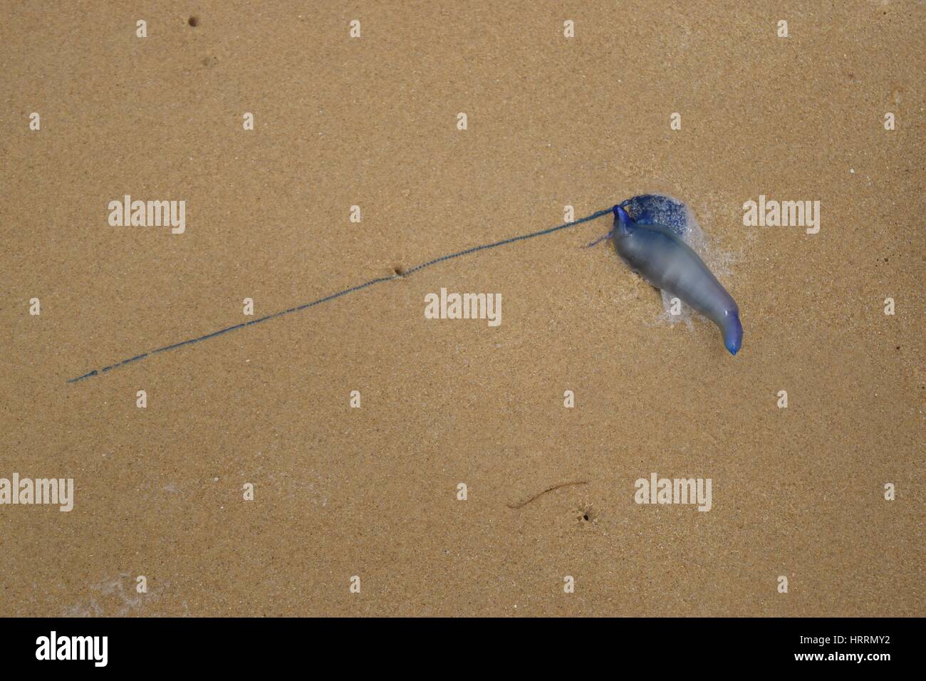 Blue Bottle Jellyfish Stock Photo - Alamy