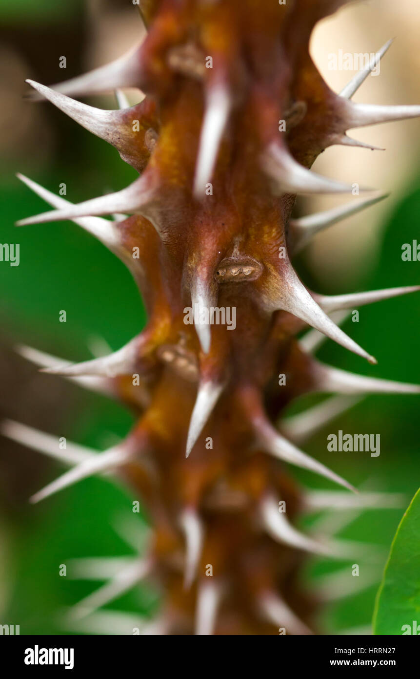 Spiked bark hi-res stock photography and images - Alamy