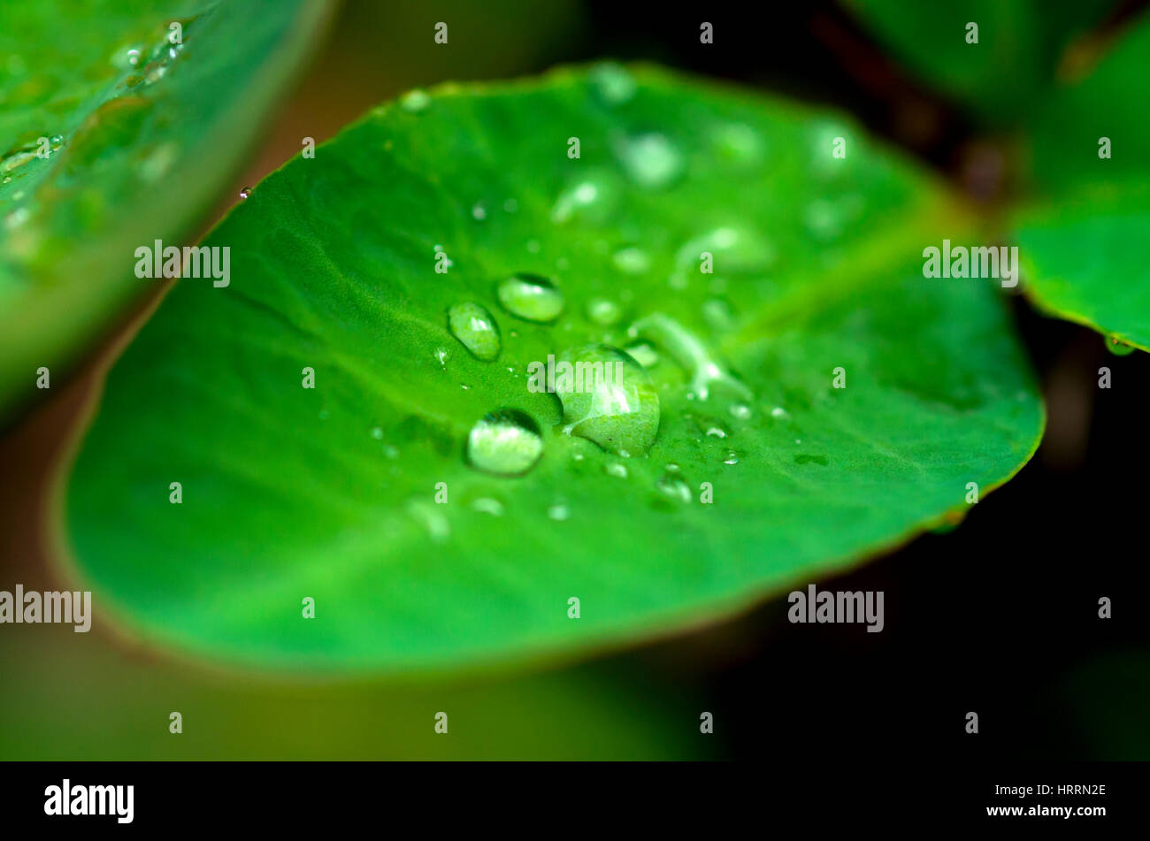 Dew on leaf Stock Photo - Alamy