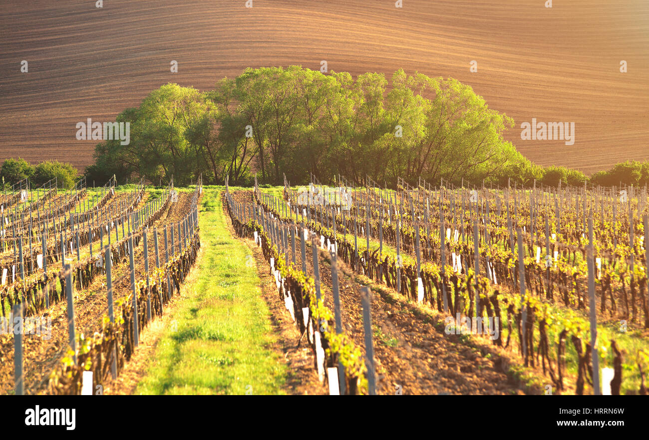 Spring vineyard in evening sunlight. Warm sunbeams illuminate young ...