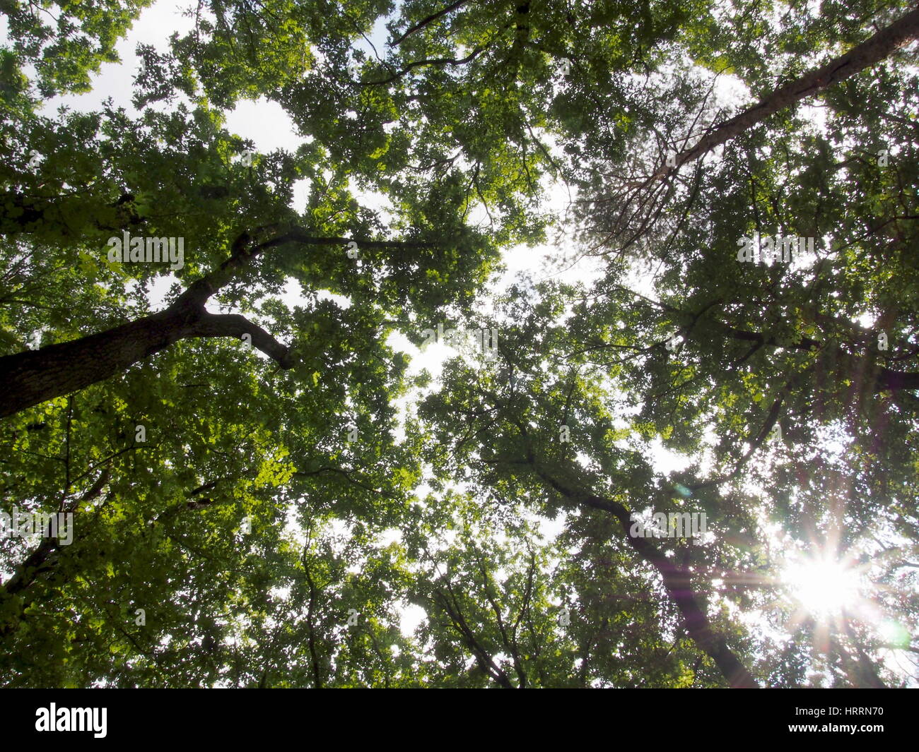Looking up in the forest on the trees Stock Photo - Alamy
