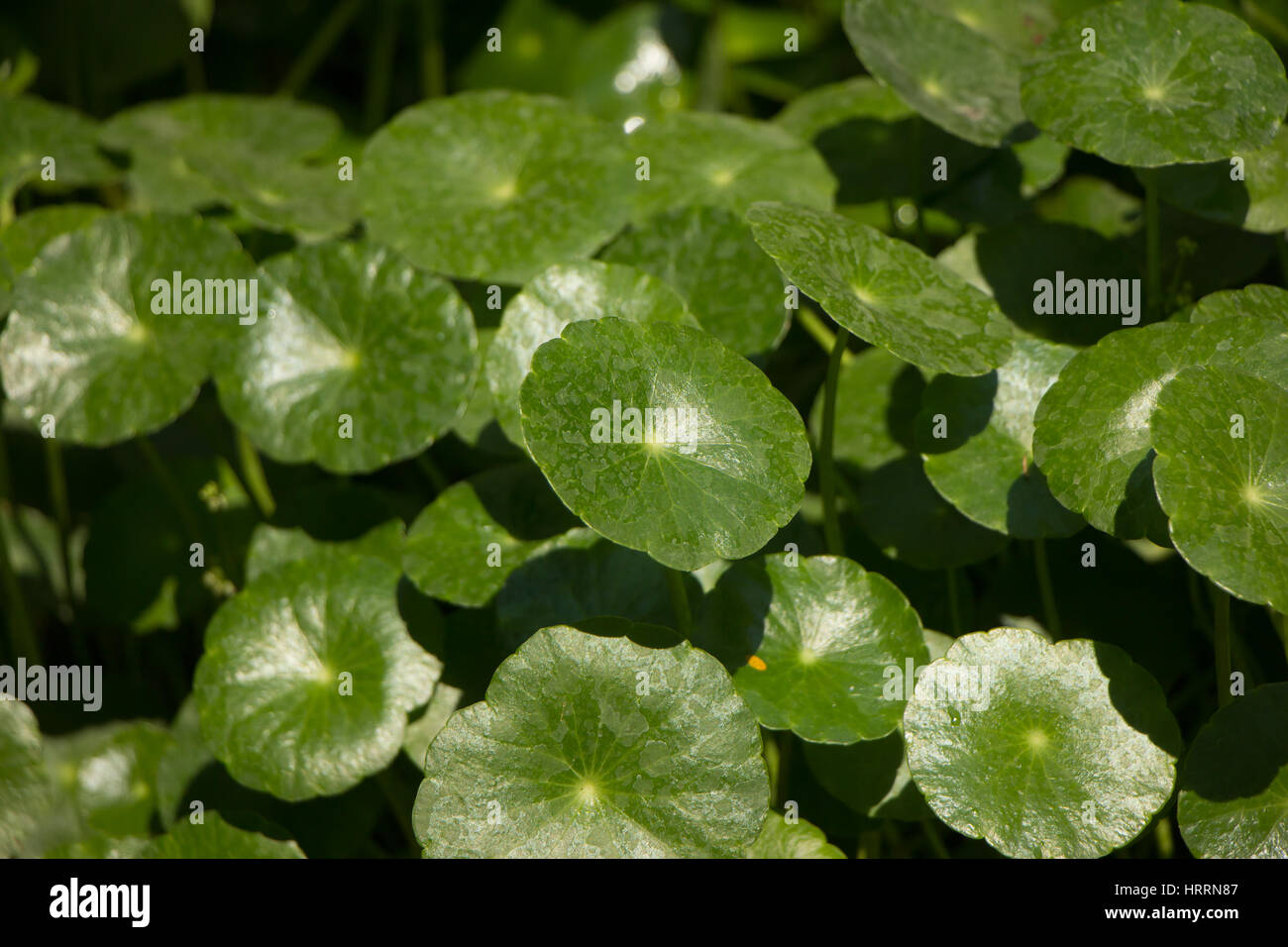 Kola tree hi-res stock photography and images - Alamy