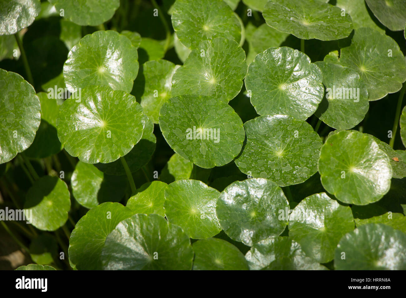 Kola tree hi-res stock photography and images - Alamy