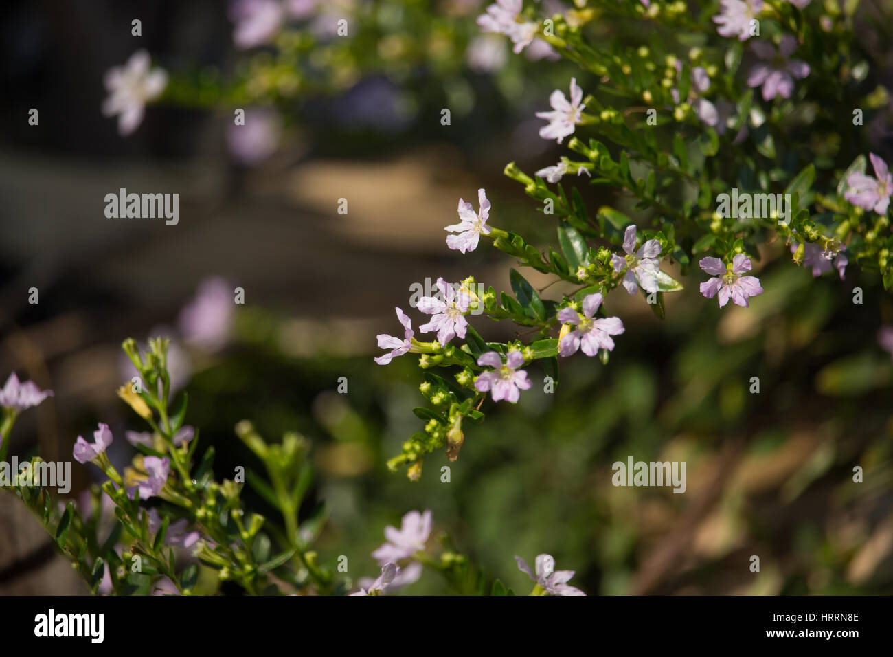 False heather cuphea hyssopifolia hi-res stock photography and images ...