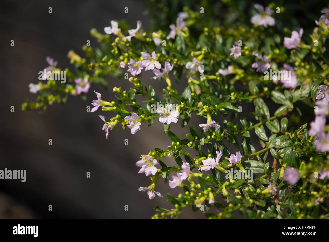 False Heather Stock Photos & False Heather Stock Images - Alamy