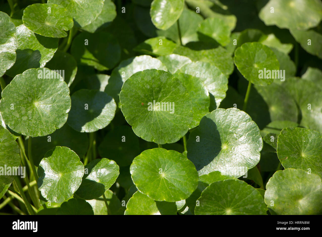 Kola tree hi-res stock photography and images - Alamy