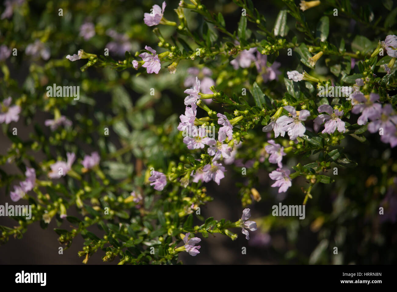 False heather cuphea hyssopifolia hi-res stock photography and images ...