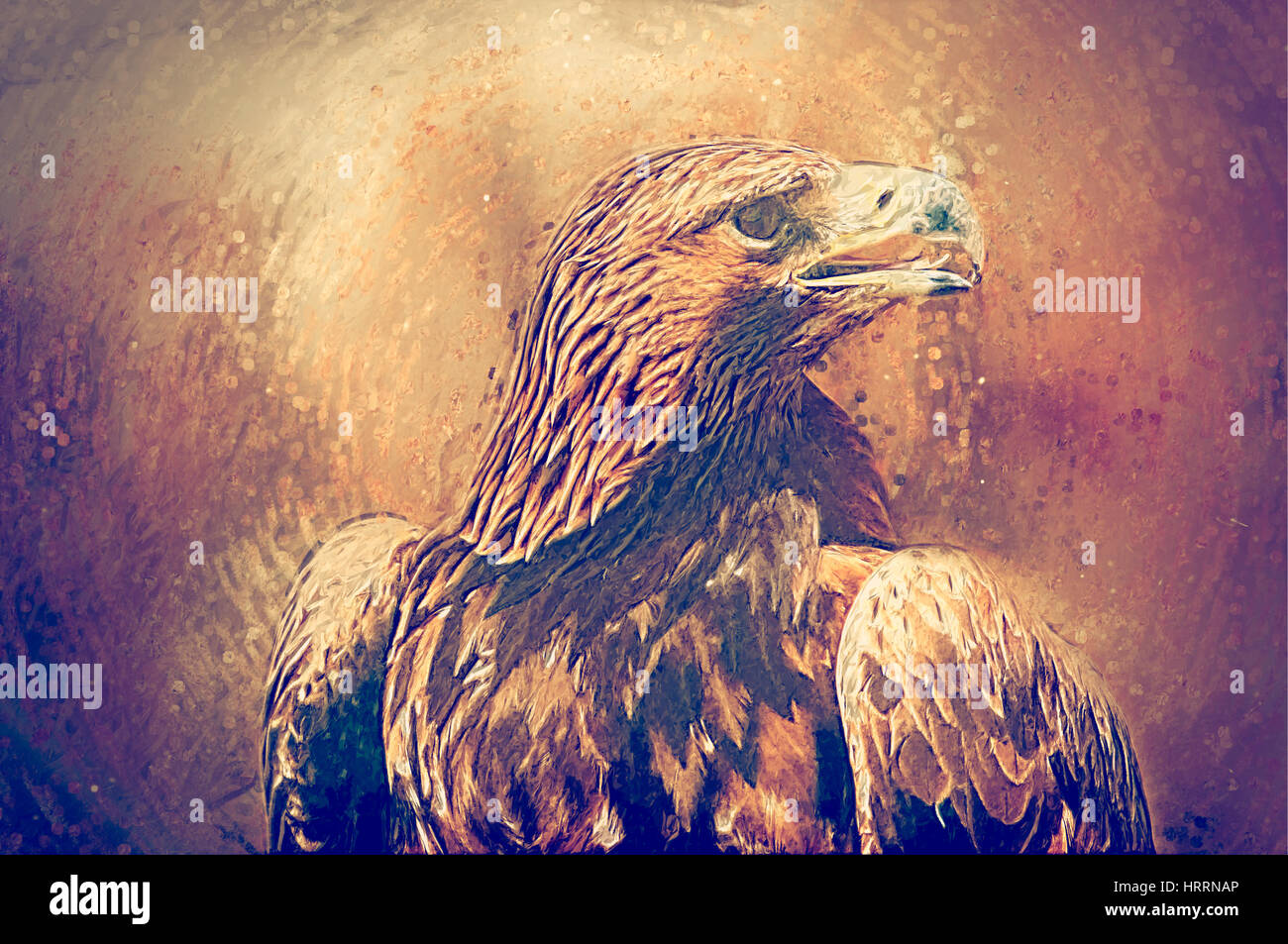 Hawk portrait. Drawn illustration Stock Photo - Alamy