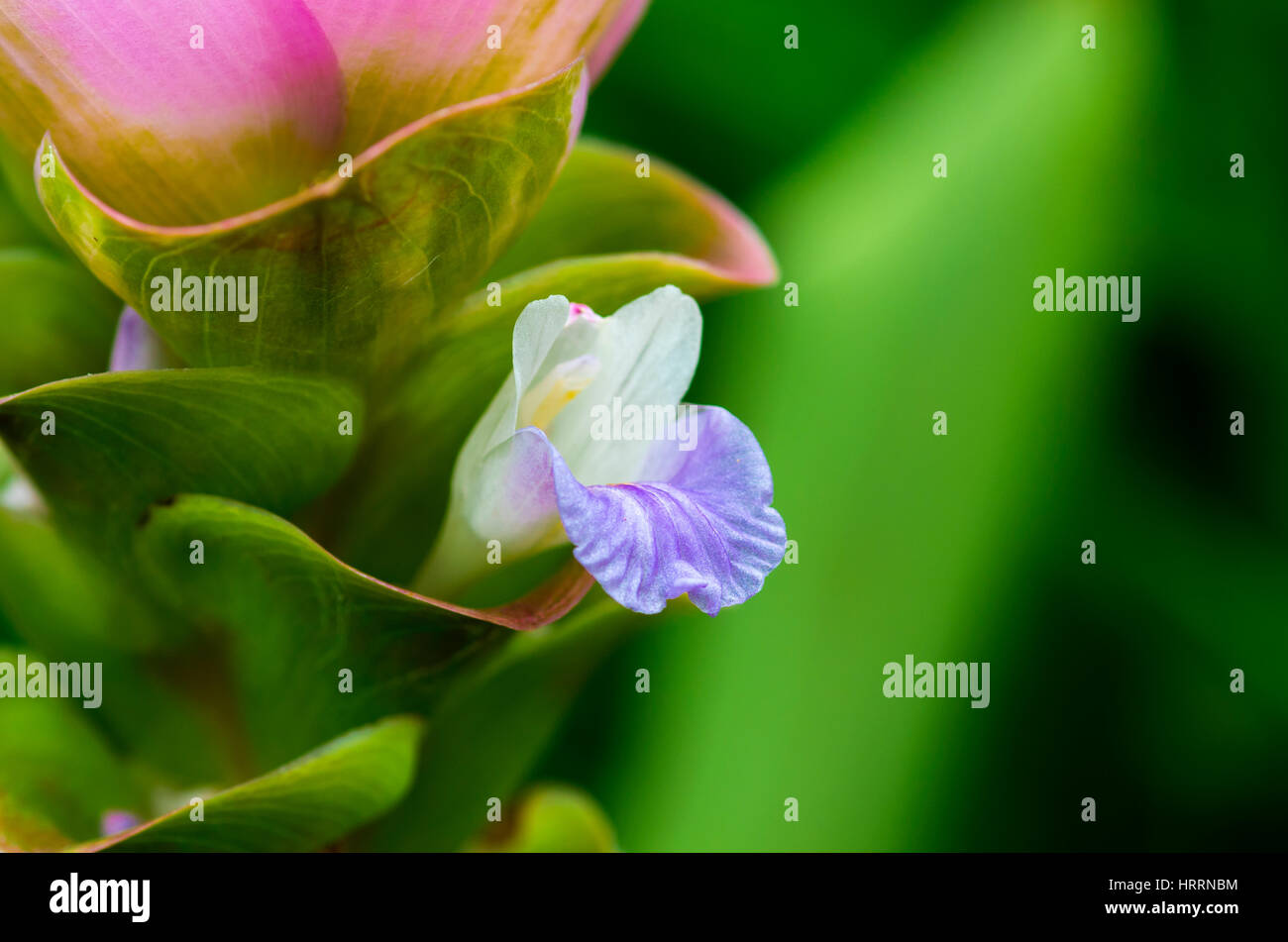 Sprout of flower Stock Photo - Alamy