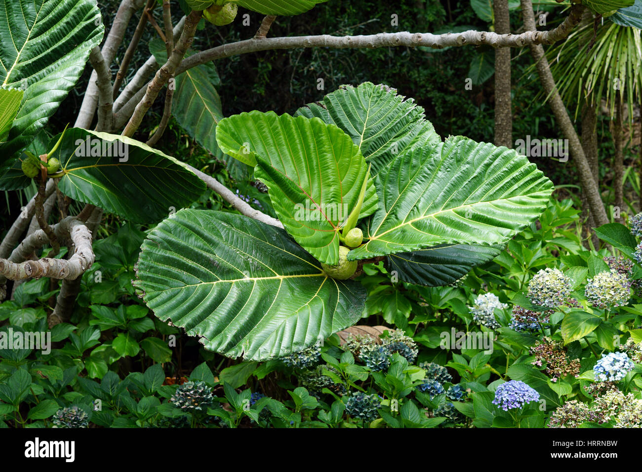 Ficus Dammaropsis, Kapiak, New Guinea Fig, Highland Breadfruit ...
