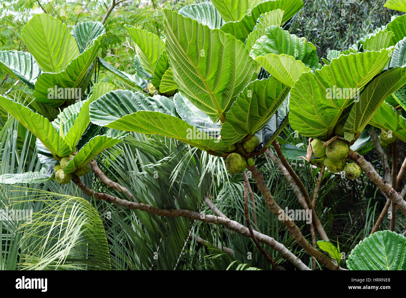 Ficus Dammaropsis, Kapiak, New Guinea Fig, Highland Breadfruit ...