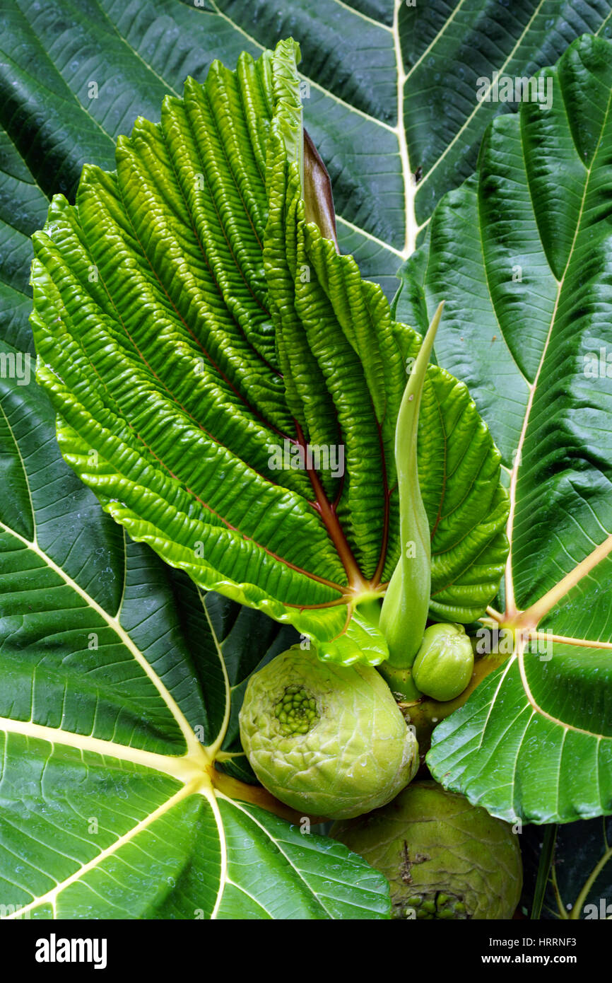 Ficus Dammaropsis, Kapiak, New Guinea Fig, Highland Breadfruit ...