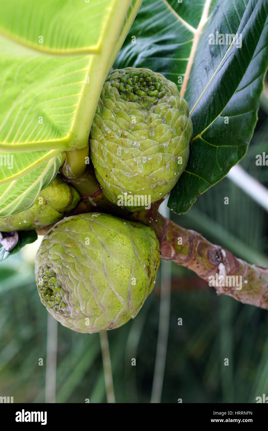 Ficus Dammaropsis, Kapiak, New Guinea Fig, Highland Breadfruit ...