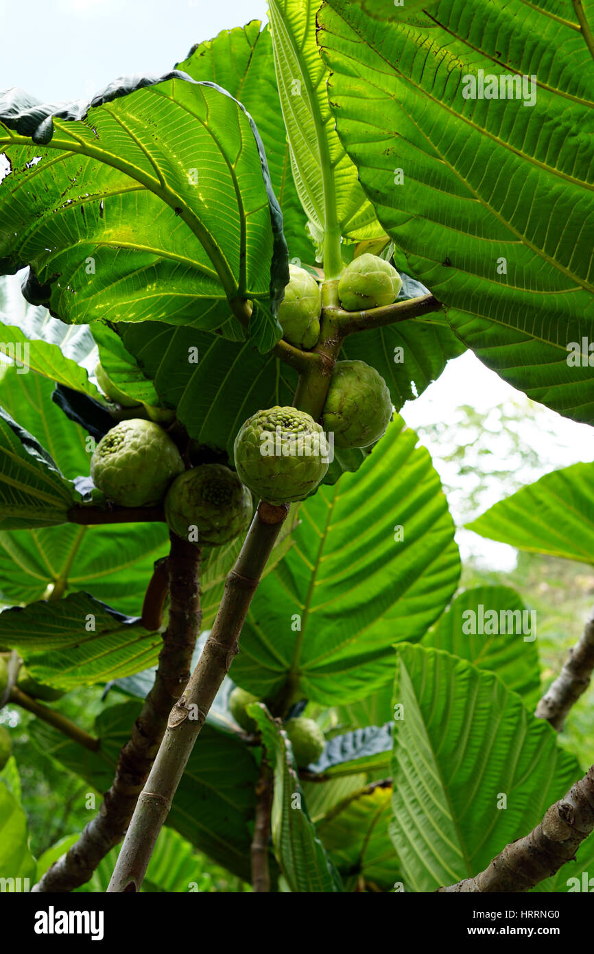 Ficus Dammaropsis, Kapiak, New Guinea Fig, Highland Breadfruit ...