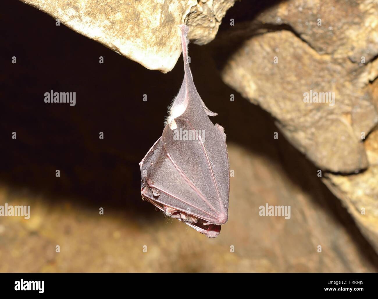 Greater horseshoe bat Rhinolophus ferrumequinum sleeping in cave Stock ...