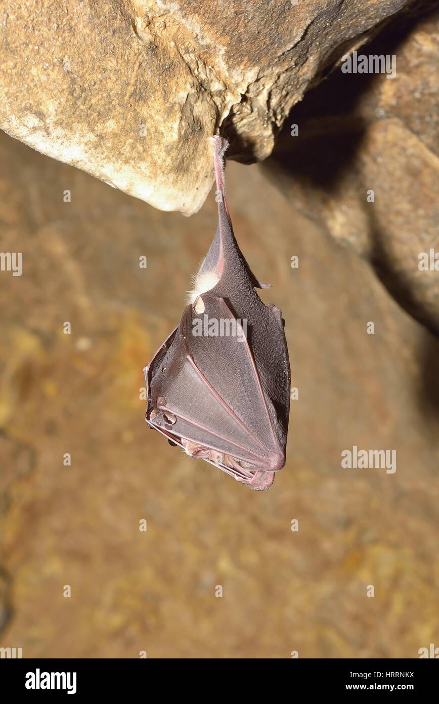 Greater horseshoe bat( Rhinolophus ferrumequinum Stock Photo - Alamy