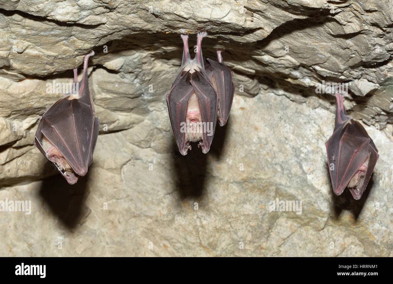 Greater horseshoe bat Rhinolophus ferrumequinum sleeping in cave Stock ...