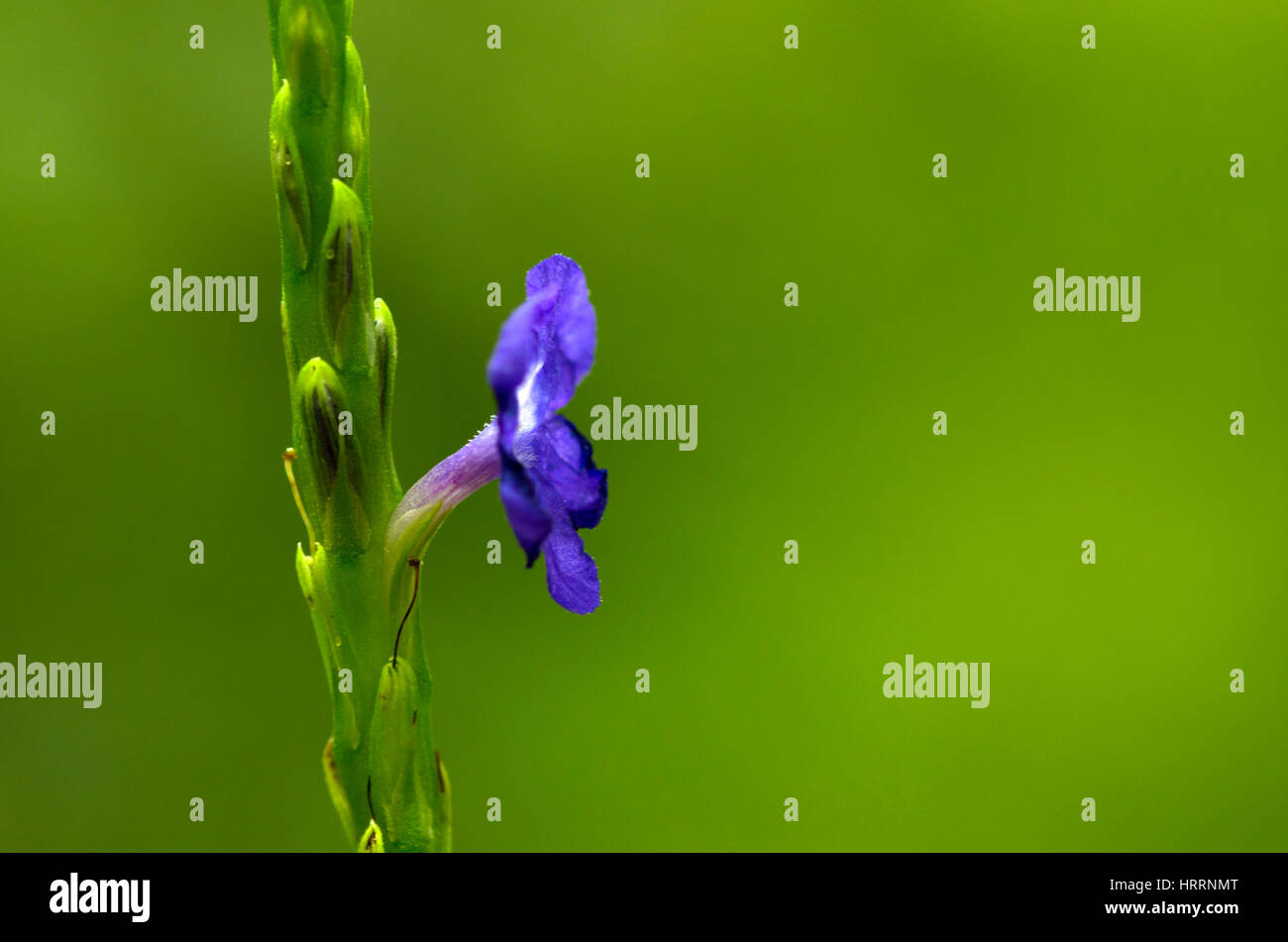 Periwinkle flower garden plant bud hi-res stock photography and images ...