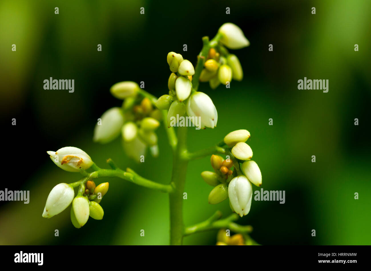 White flower buds Stock Photo - Alamy