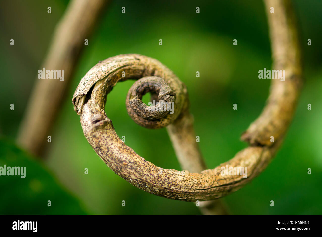 Tendril of tree Stock Photo - Alamy
