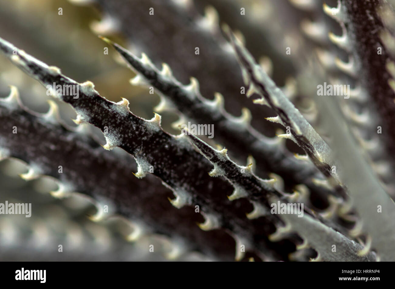 Leaves of cactus Stock Photo - Alamy