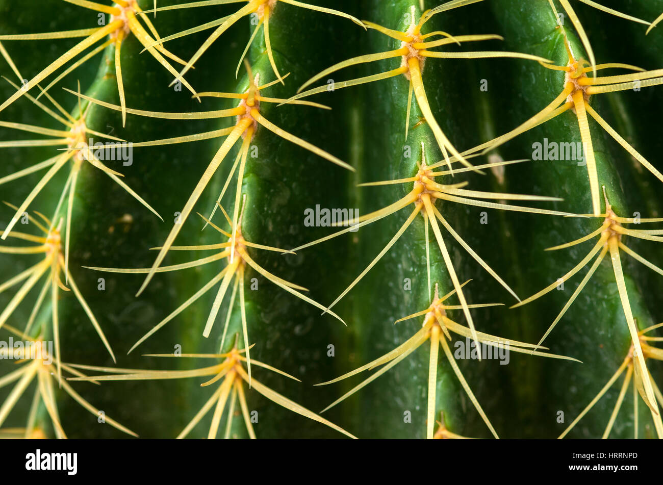 Spikes of cactus Stock Photo - Alamy
