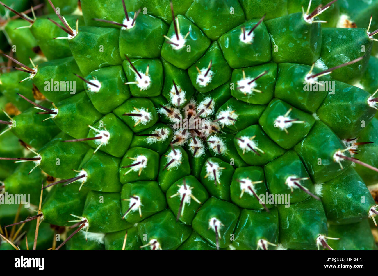 Spikes of cactus Stock Photo - Alamy