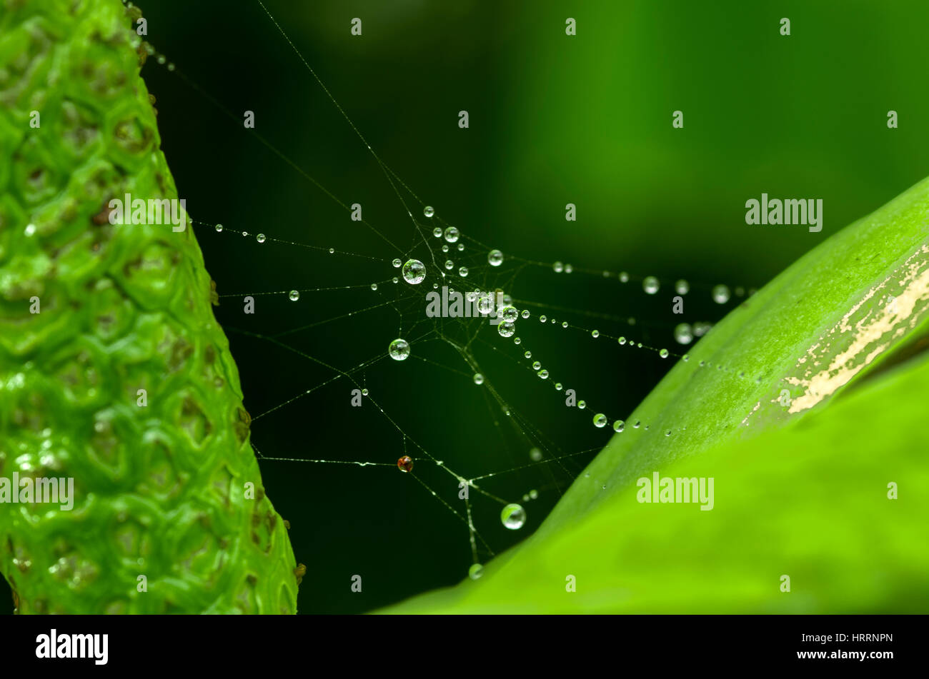 Dew on spider web Stock Photo - Alamy