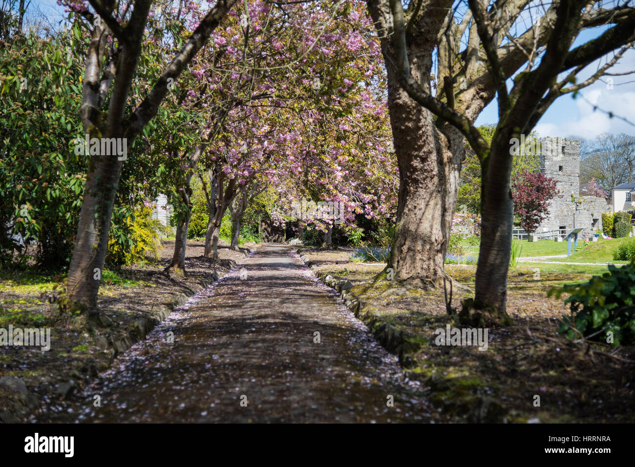 Rushen Abbey, Ballasalla, Isle of Man Stock Photo - Alamy